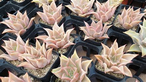 모란장 꽃안에행복농원 핫한 소식 마디바 스틸하트 차알스톤 등 명품다육을 3개에 오천원 판매 돈 벌어 가셔요 Youtube