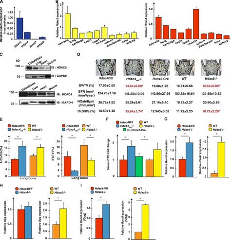 Hdac4 And Hdac5 Inhibit Rankl Expression In Osteoblasts A Expression