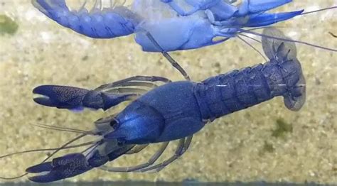 How Do Lobsters Communicate With Each Other? 5 Ways To Learn Their ...