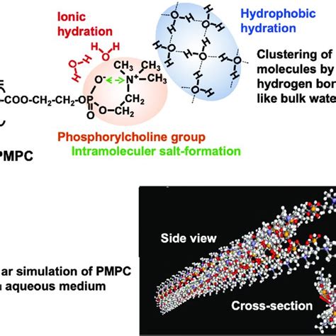List Of Medical Devices Using Biomimetic Zwitterionic Polymers Download Scientific Diagram