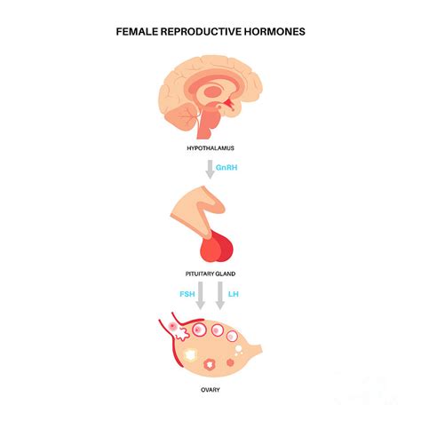 Female Reproductive Hormones