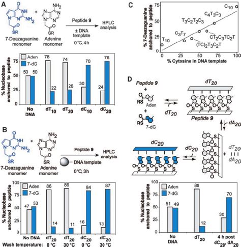 Template Directed Assembly And Dynamic Sequence Remodeling Reactions