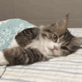 Sleeping Cat S Tenor