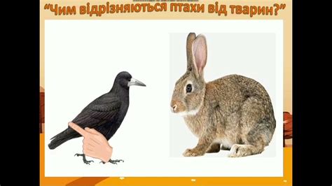 Заняття з розвитку мовлення для молодшої групи Перелітні птахи Youtube