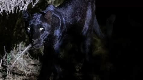 Fotógrafo amador registra imagens de rara pantera-negra; veja!