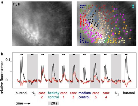 Response Spots Form Spatially Contiguous Clusters With Common Response Download Scientific