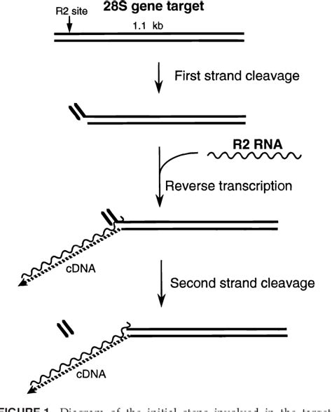 Figure 1 From Secondary Structure Model Of The Rna Recognized By The
