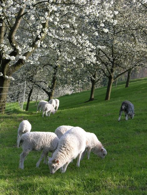 Premium Photo Sheep On Tree
