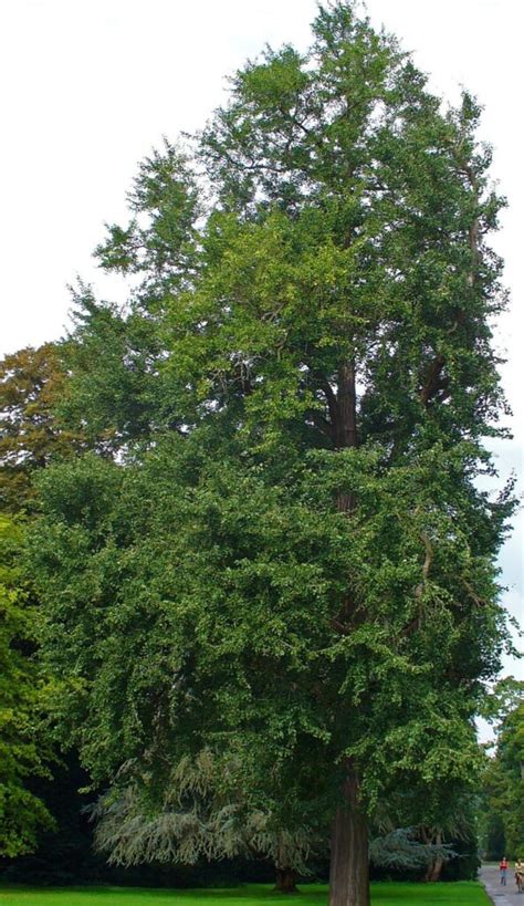 ginkgo herbal info