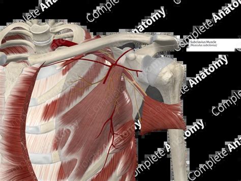 Subclavius Muscle Complete Anatomy