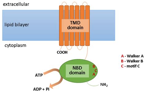 Ijms Free Full Text The Role Of Abc Transporters In Skin Cells
