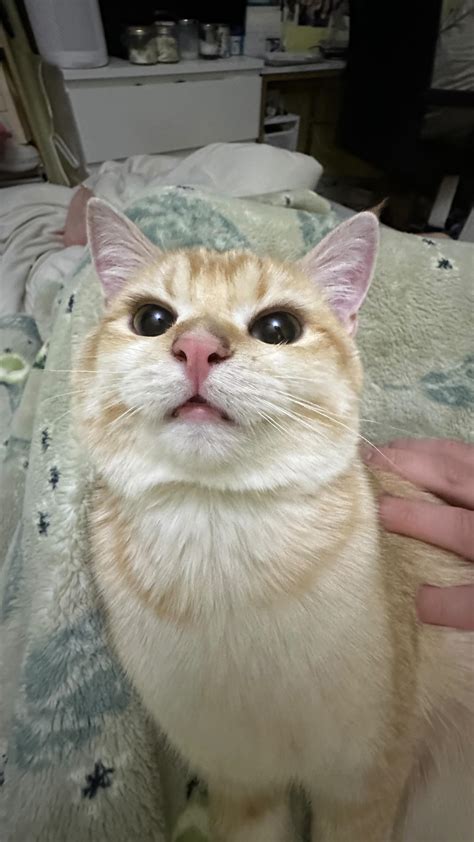 Mochi And Millie 🍡💭 Mochixmillie • Instagram Photos And Videos