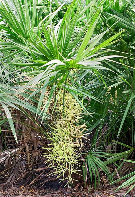Serenoa Repens Monaco Nature Encyclopedia