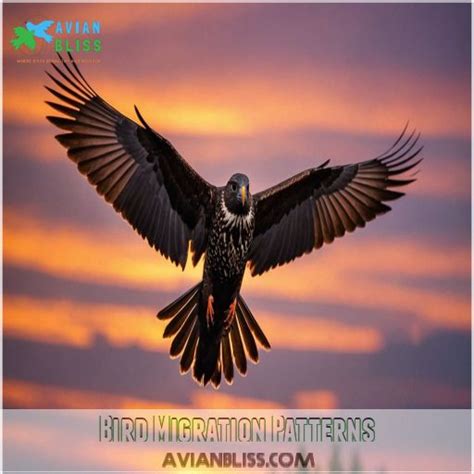 Bird Facts About Their Migration Patterns Incredible Journeys
