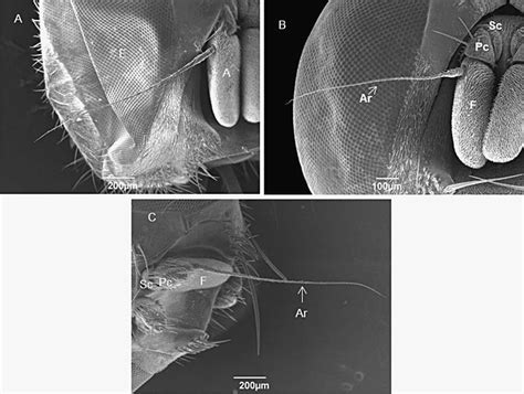 Scanning Electron Micrographs Of Features On The Head Of Adult Female Download Scientific