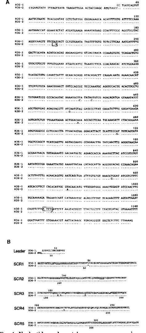 Figure 1 From Molecular Cloning Of A Human Serum Protein Structurally Related To Complement