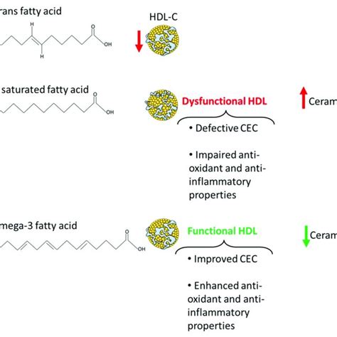 The Effect Of Different Dietary Lipids On Ceramide Synthesis And Hdl