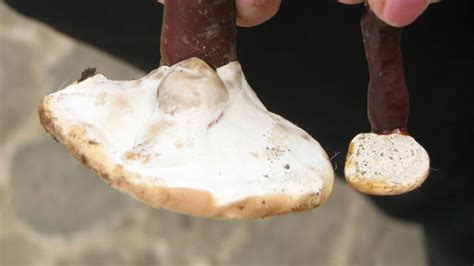 Ganoderma Tsugae Look Alikes Identification And More