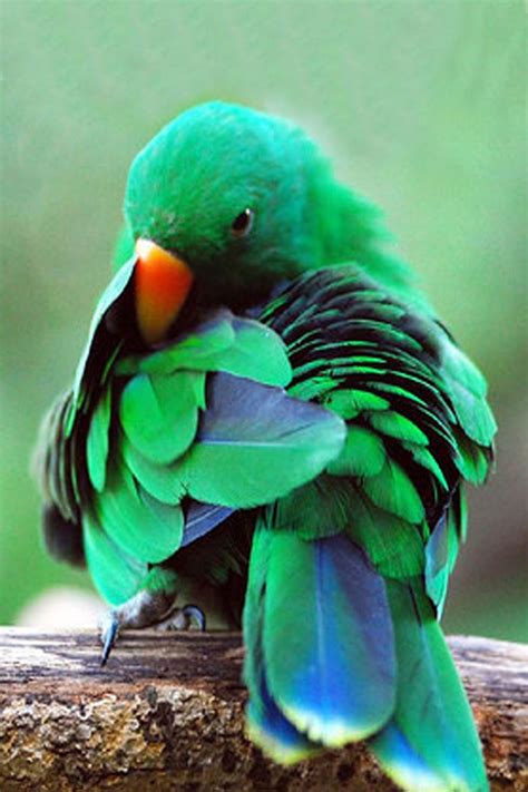 Exotic Bird Feathers Animal