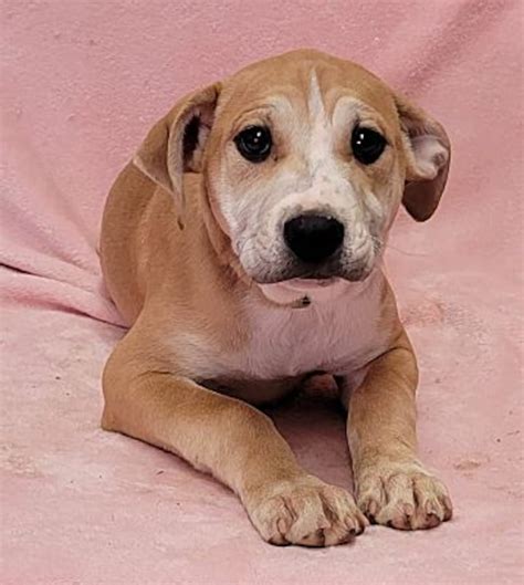 What Is Lennies Reaction When He Kills The Puppy