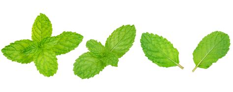 Organic Fresh Green Pepper Mint Leaf Isolated On Transparent Background Fresh Herbal Leaf High