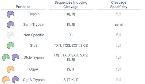 Defining Protease Cleavage In Metamorpheus For Each Protease The Download Scientific Diagram