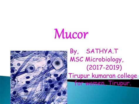 Mucormycosis Ppt Pptx