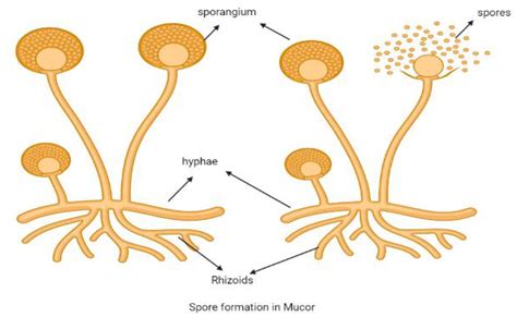 Fungal Rhizoids Humans