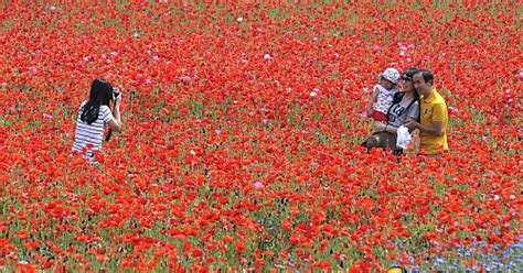 안성플로랜드 양귀비꽃 만개