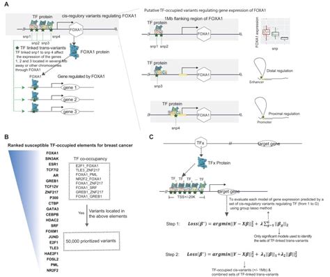 Correction To ‘enhancing Disease Risk Gene Discovery By Integrating Transcription Factor Linked