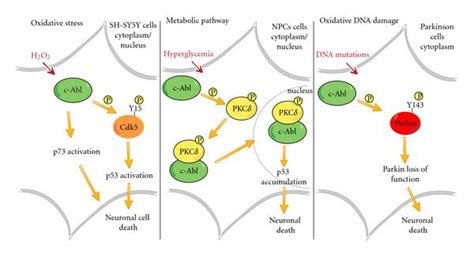 The Figure Illustrates The Involvement Of C Abl In Many Cellular Stress