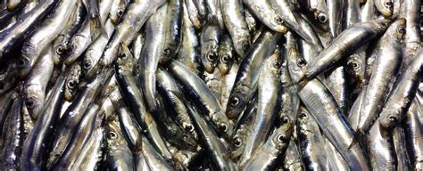 Melbourne Seafood Centre Melbournes Wholesale Fish Market