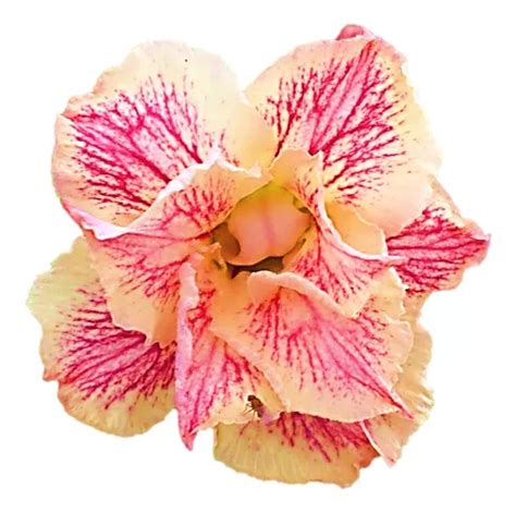 Muda Rosa Do Deserto Enxertada Amarela Amiley Planta Dobrada MercadoLivre