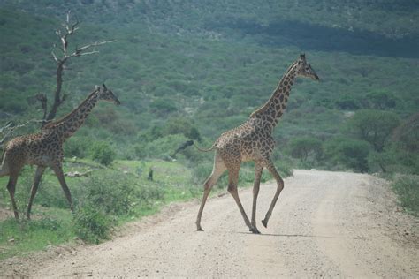 Wildlife Corridors Twelve Mile Circle An Appreciation Of Unusual Places