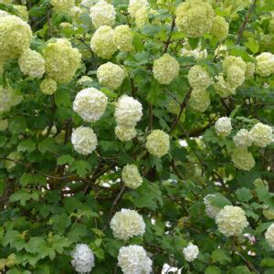 Viburnum Nudum Withe Rod