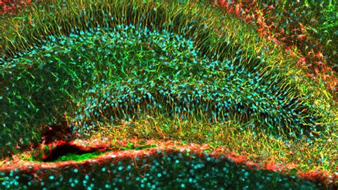 Mitigating Implicit Bias Tools For The Neuroscientist