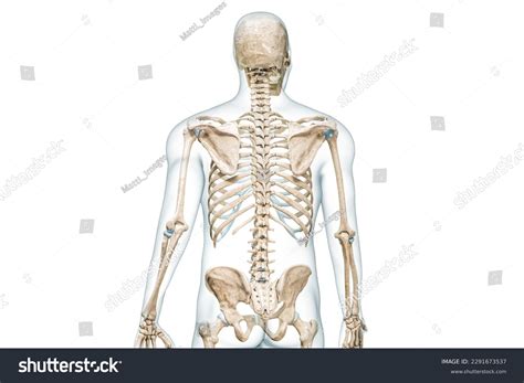 Vertebral Column Backbone Back View 3d Stock Illustration 2291673537 Vertebral Column Backbone Back View 3d Stock Illustration 2291673537