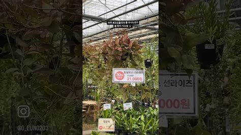 봄맞이 식쇼핑🪴😍 조인폴리아 플랜테리어 화분인테리어 데스크테리어 침실인테리어 셀프인테리어 거실인테리어 방꾸미기 원룸인테리어 홈카페 Youtube