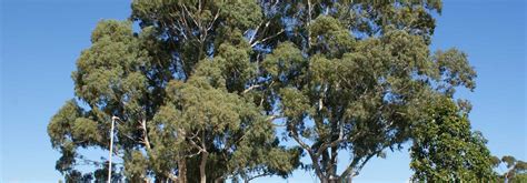 Gum Trees JIm S Trees