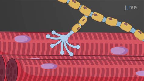 Contraction Coupling Anatomy At Staci Clarke Blog