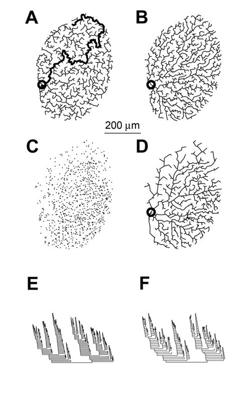 Rules For Optimizing Dendritic Branching A Minimum Spanning Tree For
