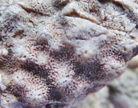 Arizona Devonian Stromatoporoid Fossil Id The Fossil Forum