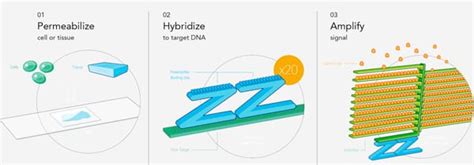 Rnascope Ish Technology Bio Techne