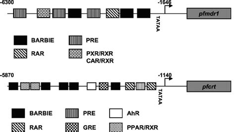 Schematic Representation Of The Locations Of Putative Transcription