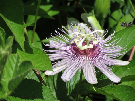 Wild Passion Flower Shutterworks Photoblog