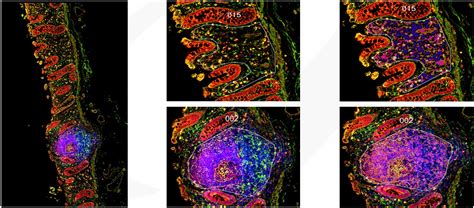 Spatial Biology Tutorials