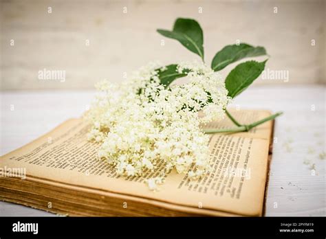 Spiritual Travels With A Book Of Self Care Spells With Recipes For Spa