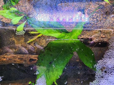 Is This Java Fern Abnormal 3 Prong Leaf R Aquariums