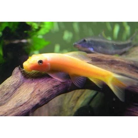 Jual Ikan Hias Cae Algae Eater Chinese Algae Eater Pemakan Lumut Aquascape Shopee Indonesia