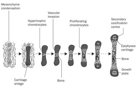 Skeletal Development Insights From Targeting The Mouse Genome The Lancet